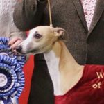 Resources – UK Whippet Breed Council