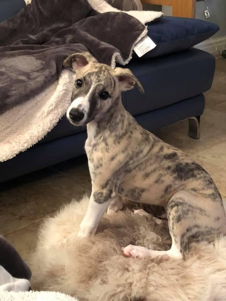 Puppies – UK Whippet Breed Council