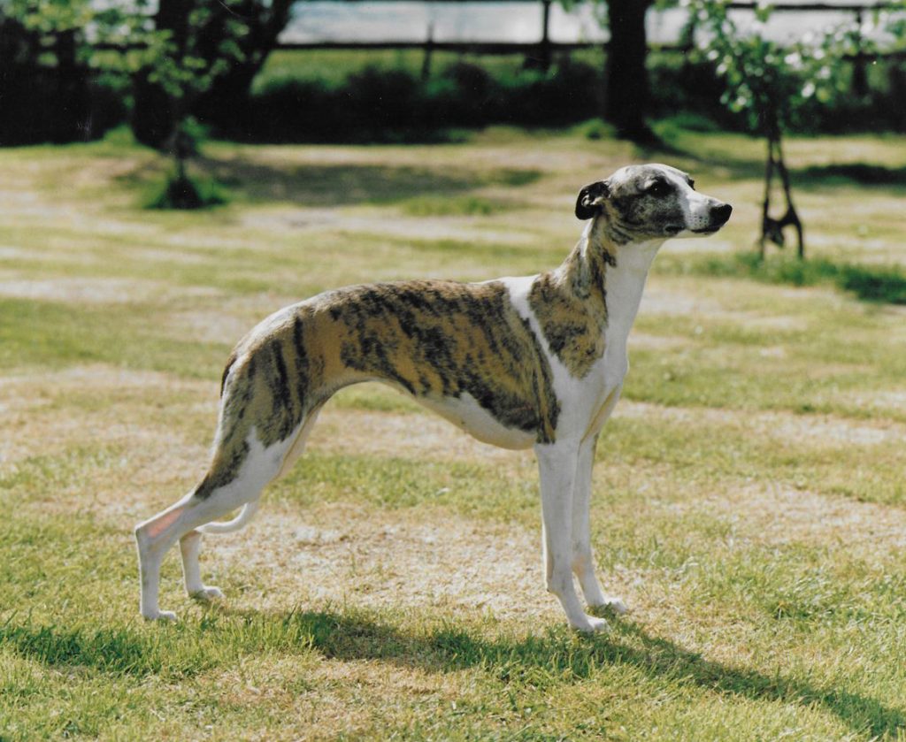 UK Whippet Breed Council – Bringing together Whippet Breed clubs in the UK