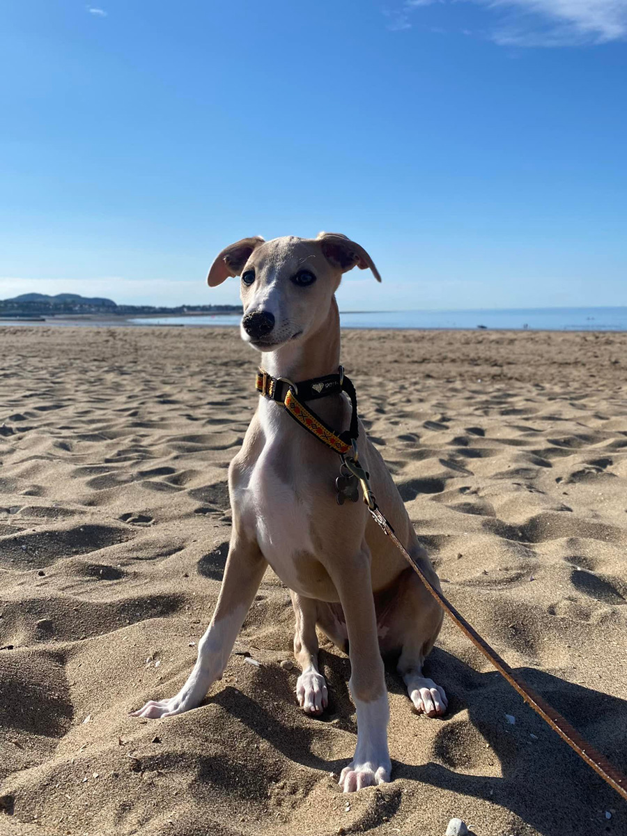 Companion & Family Member – UK Whippet Breed Council